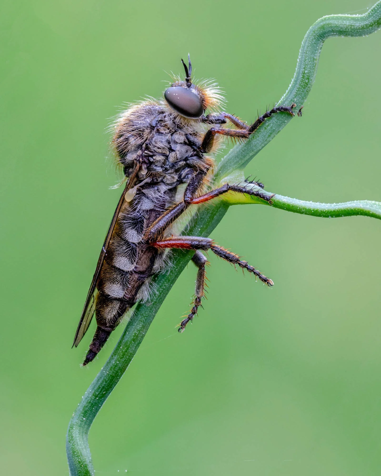 Macro Photography Ideas - Top 20 from easy to hard — The School of ...
