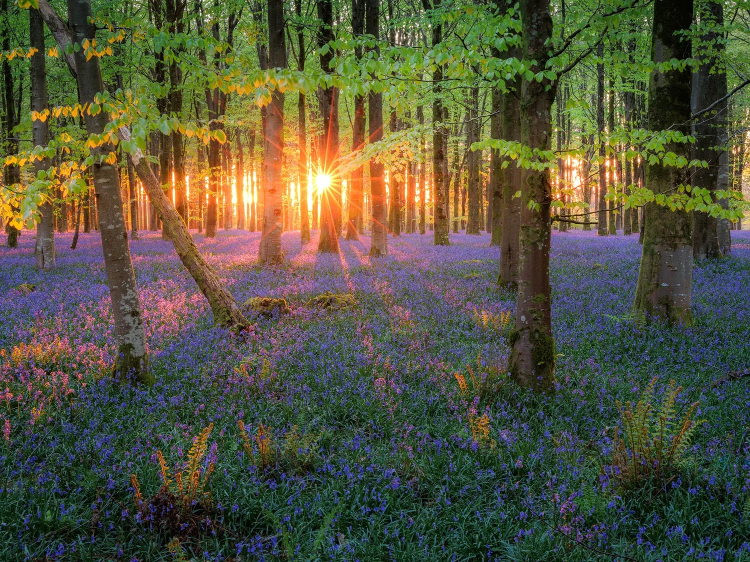 Forest Photography For Beginners — The School of Photography - Courses ...