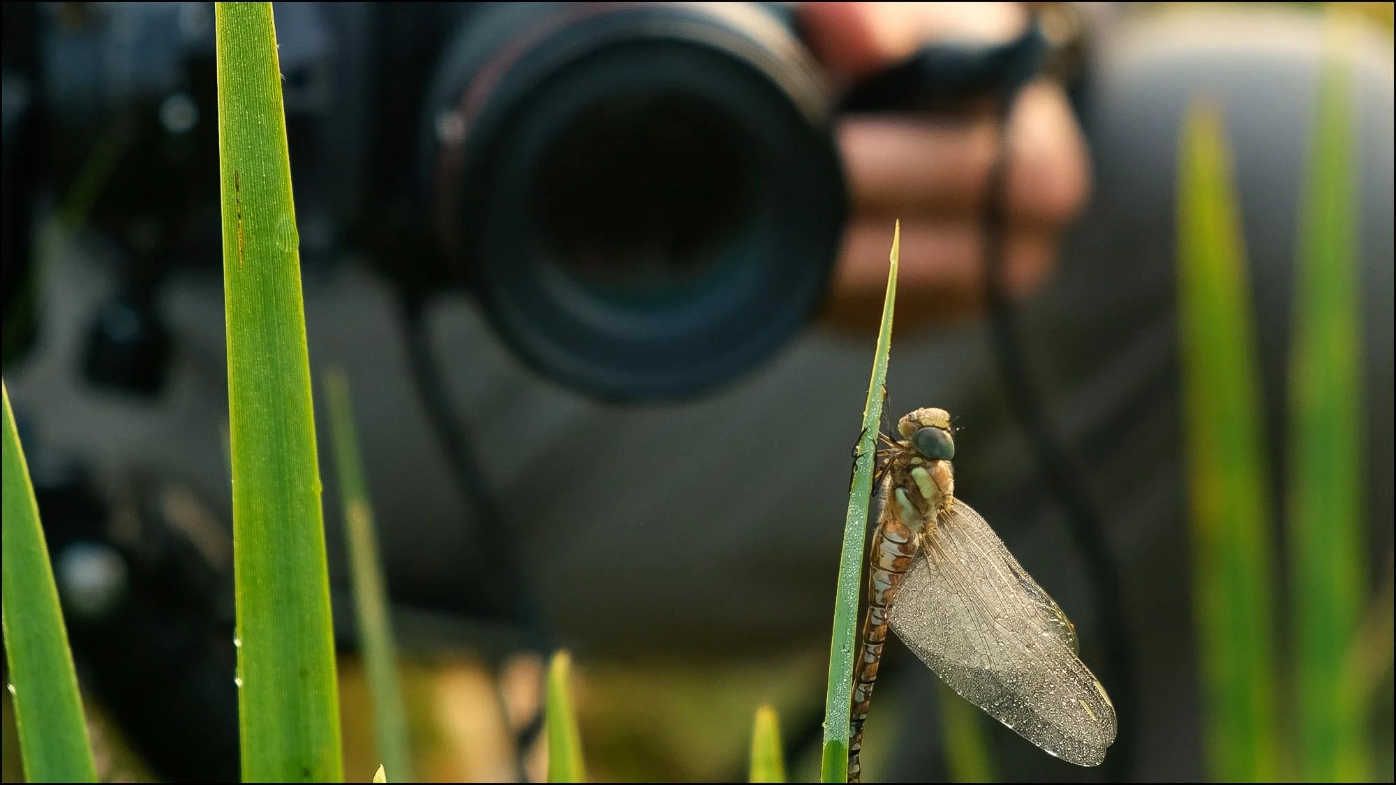 Macro Photography Course — The School of Photography - Courses ...