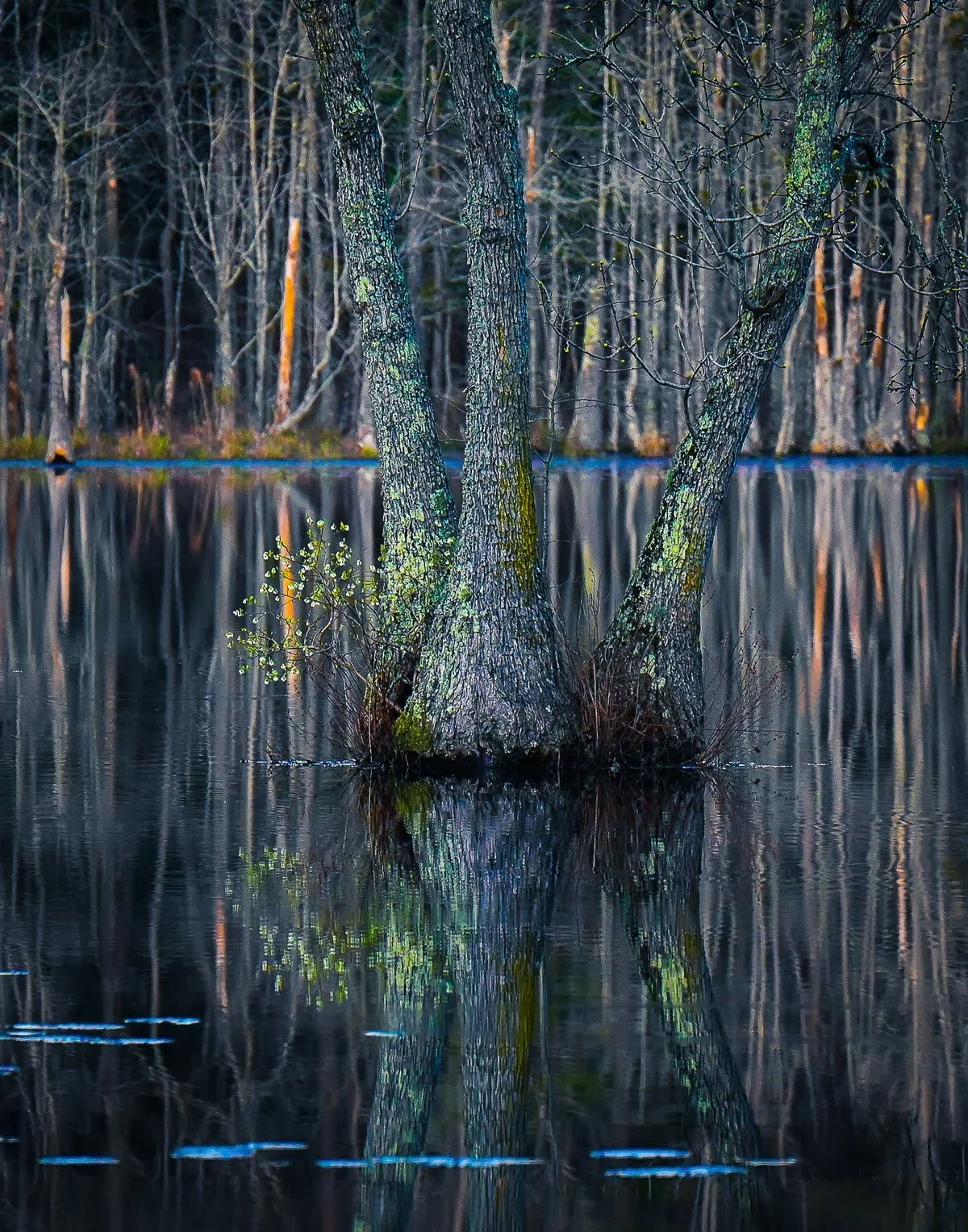 Member's Gallery — The School of Photography - Courses, Tutorials & Books