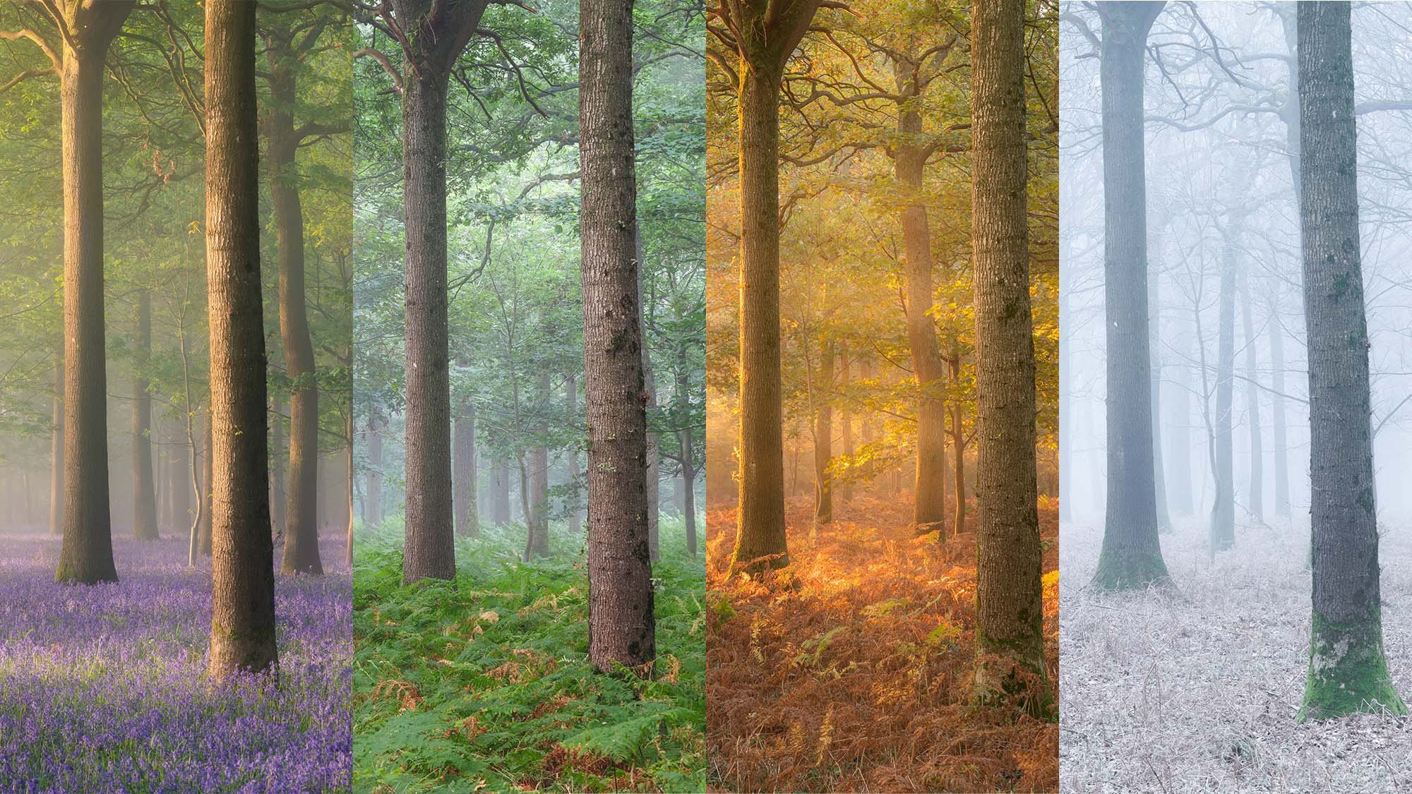 Forest Photography with Jack Lodge — The School of Photography ...