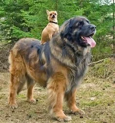 Leonberger Size Comparison