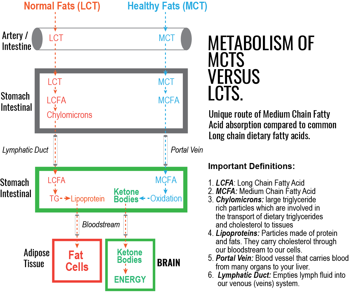 Ketones & MCT: The long hard truth — MCT Oil and MCT Powder Supplier