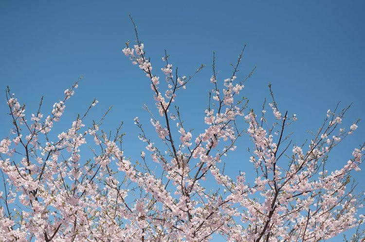 Cherry Blossom Proposal & Engagement Session , Toyama prefecture — Kai ...