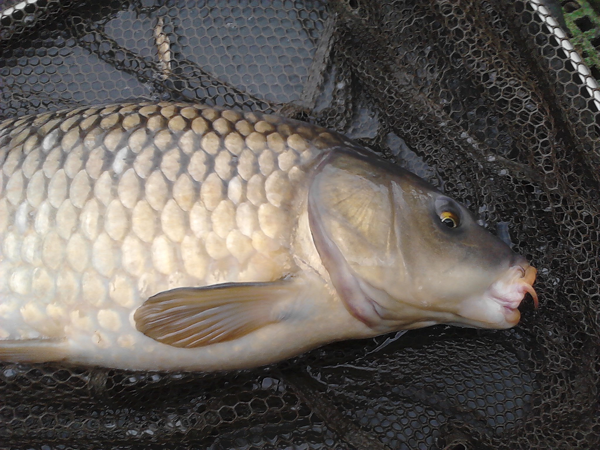 Fish species — HAPS