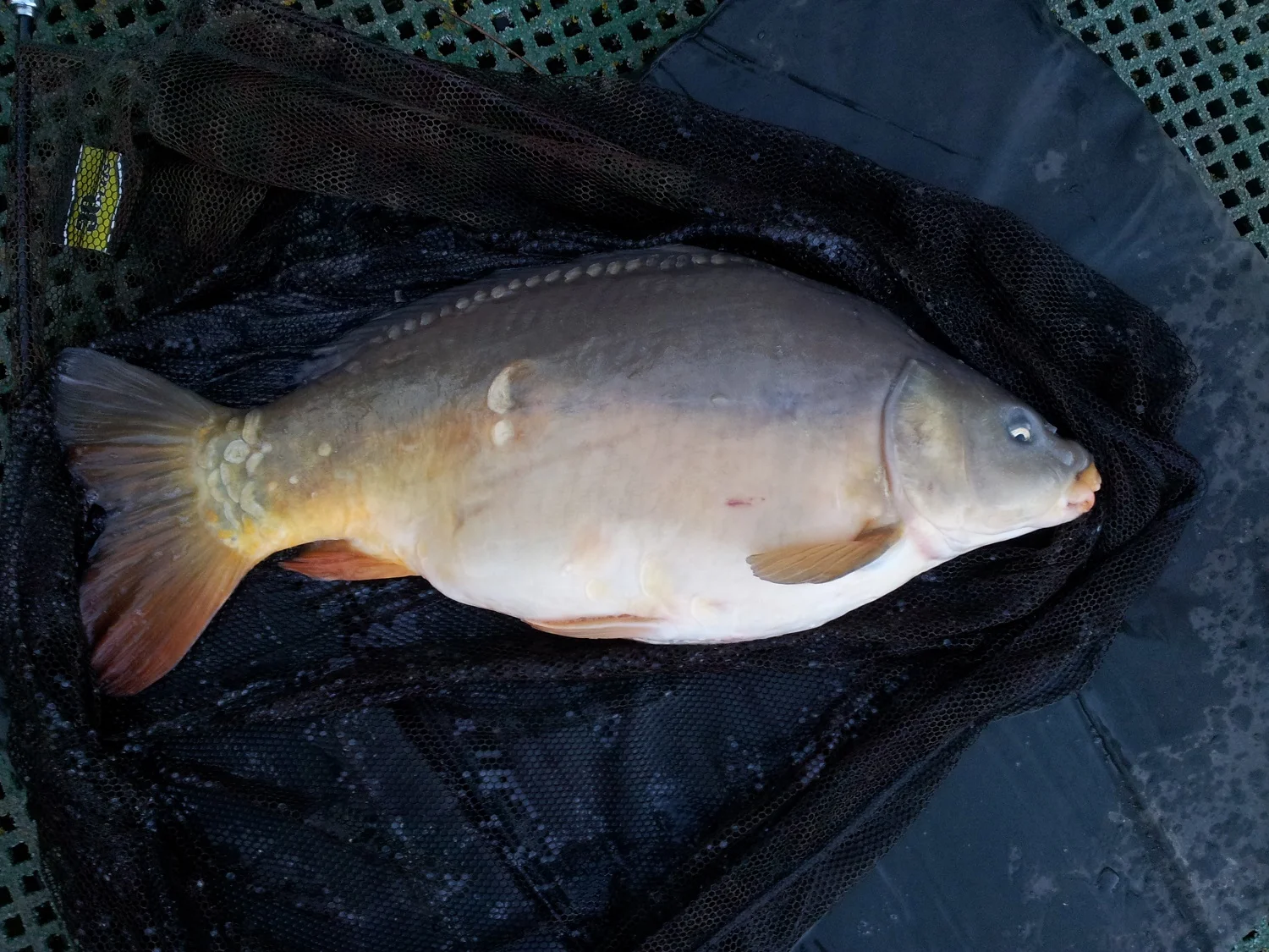 Fish species — HAPS