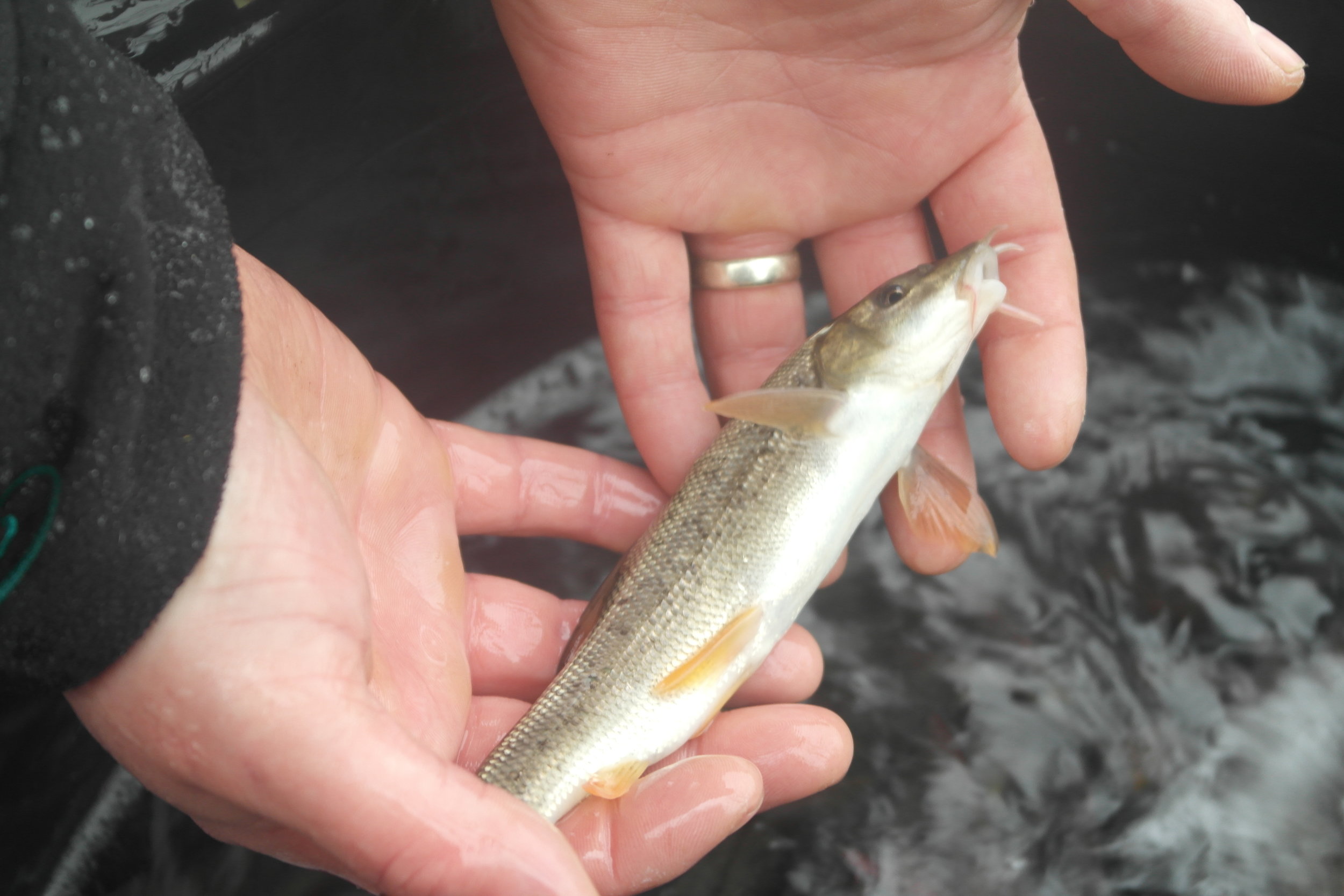 Fish species — HAPS