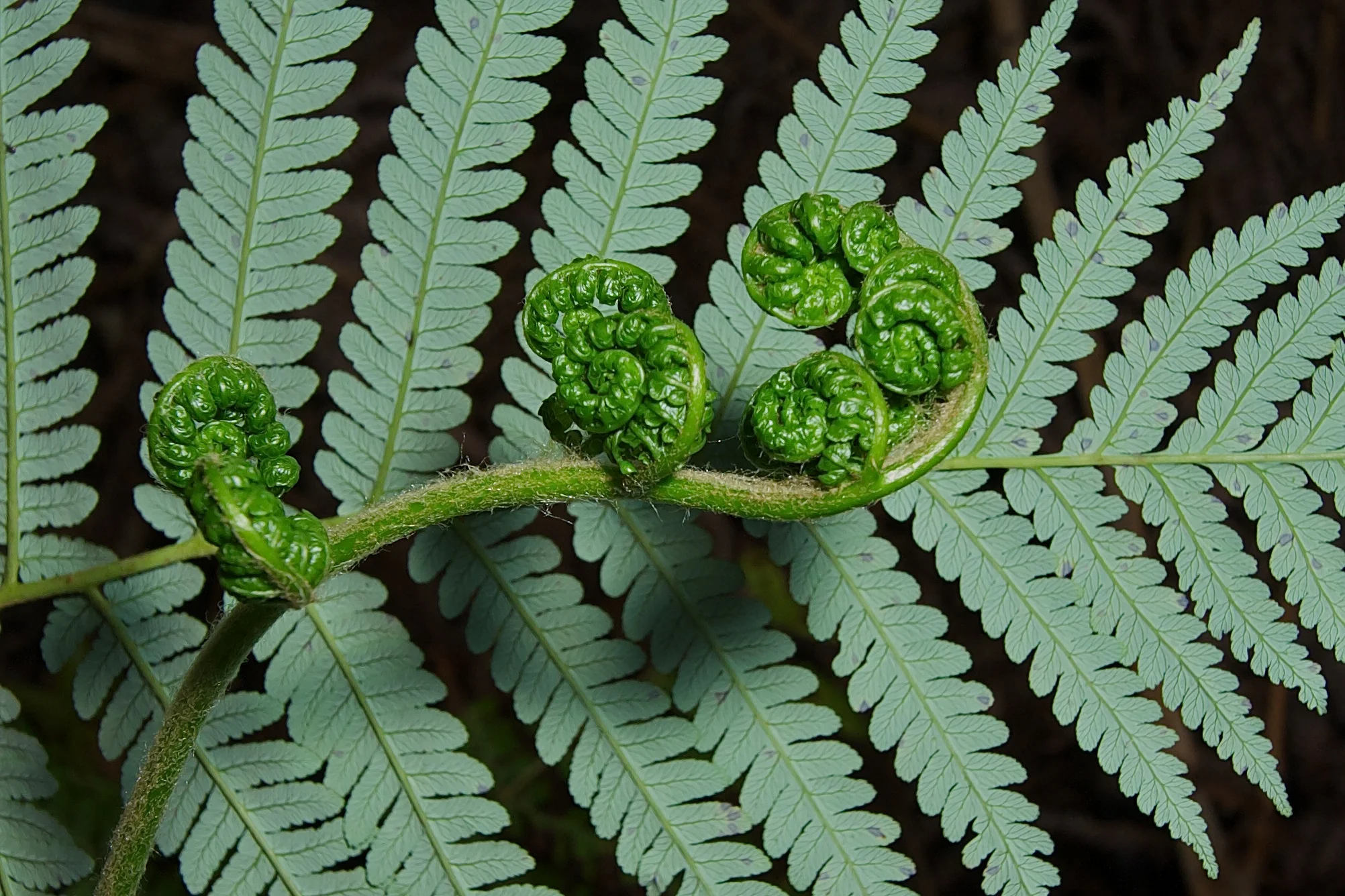 American Fern Society
