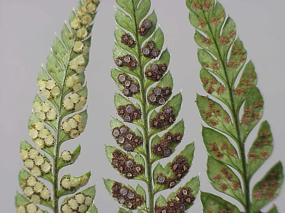 How to collect spores — American Fern Society