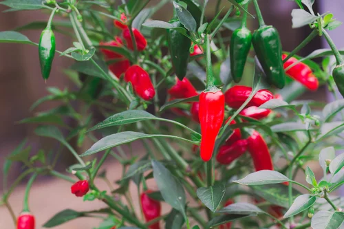 Our Range — The Culmstock Chilli Co.