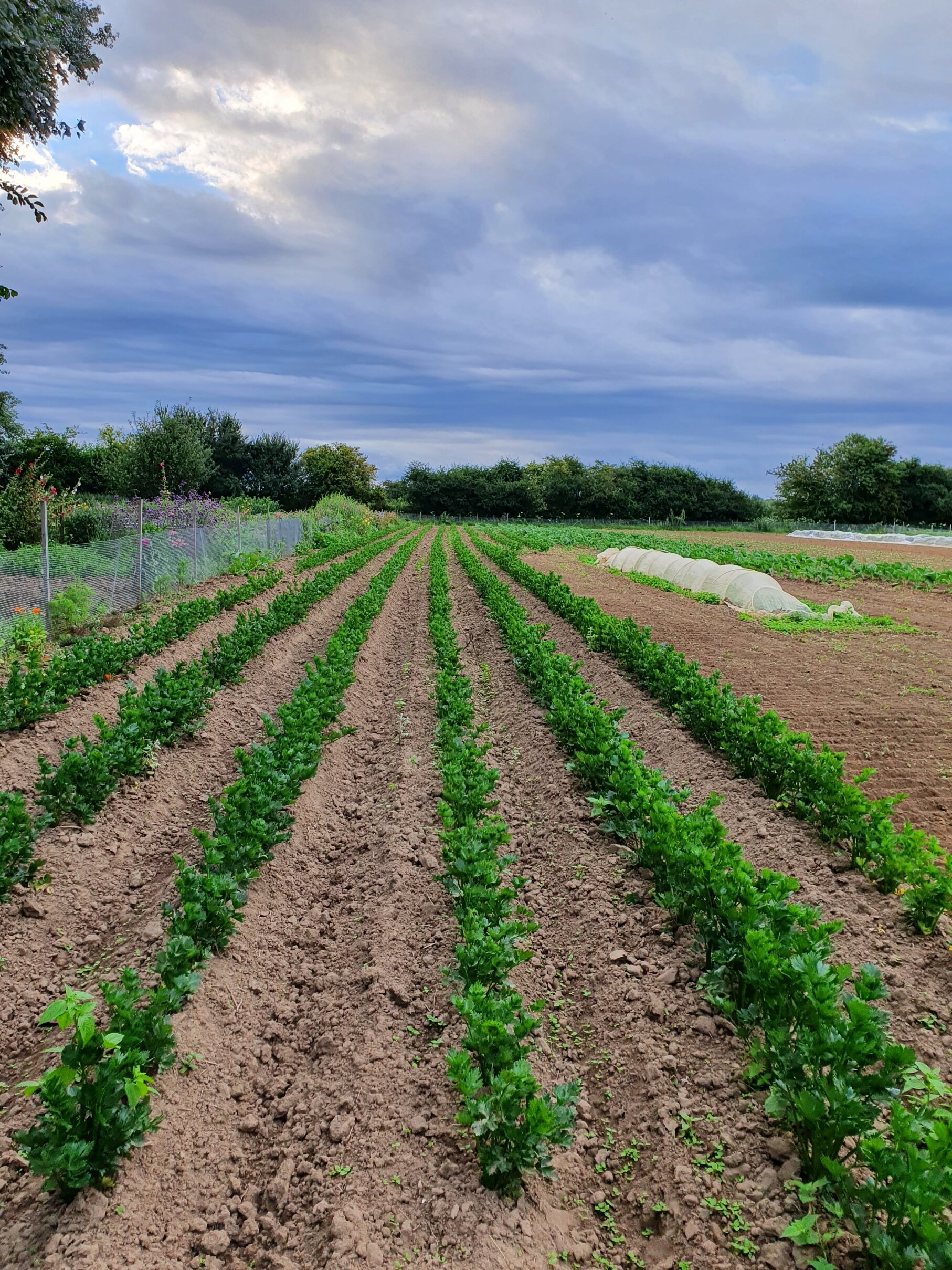 Aardappel loof maaien & knolselderij — 't Aailand Aardappel loof maaien & knolselderij — 't Aailand