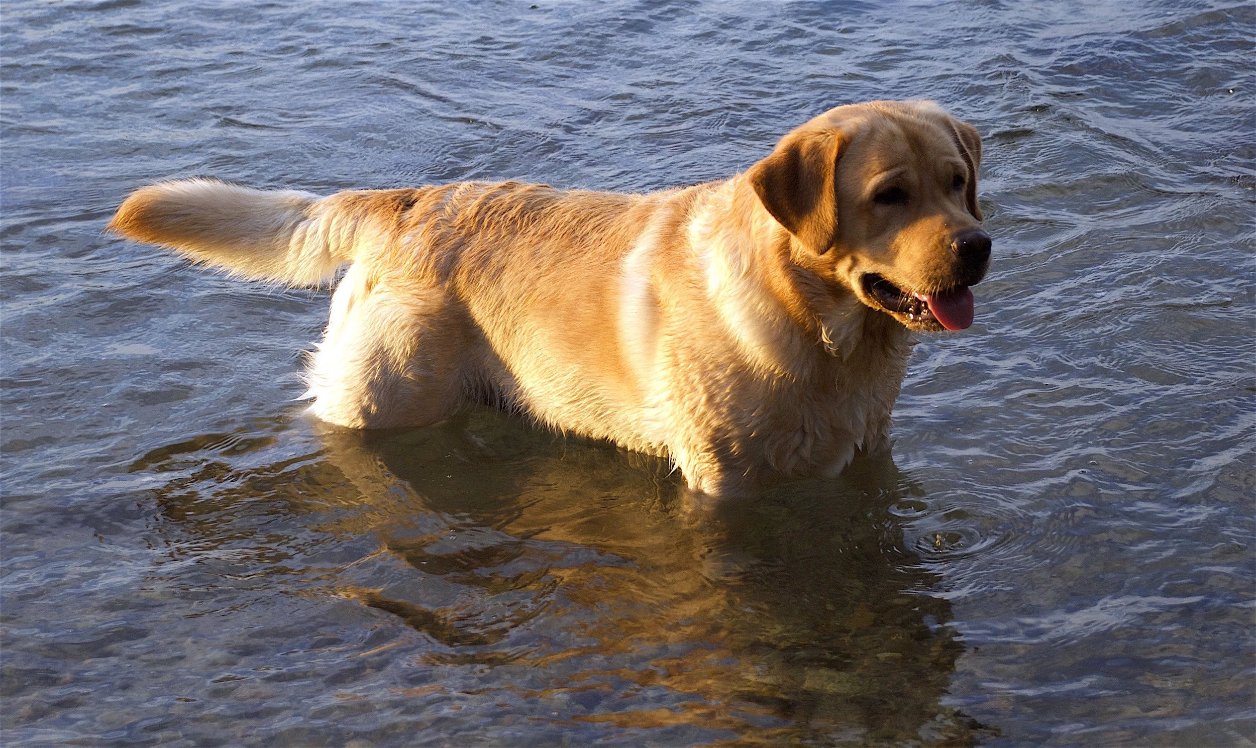 Selkie Labradors