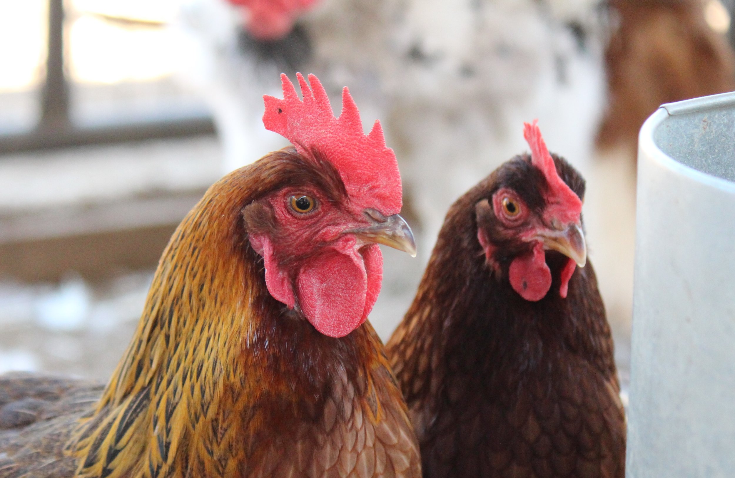 Sunrise Farm Creations