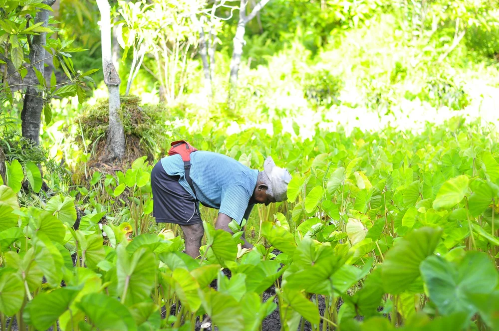 Taro 101: A Guide to Hawaii's Ancient Staple Crop — Local Maui Tour