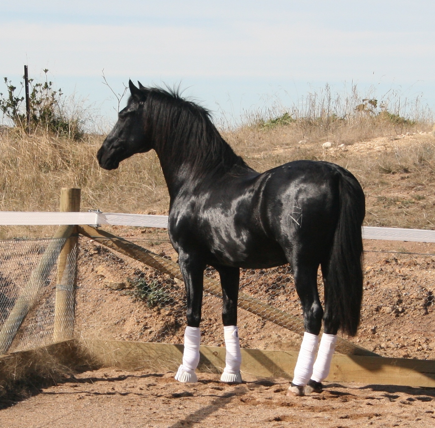 Stallions — Black Horse Manor