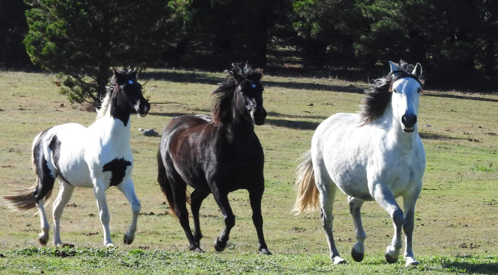 Mares — Black Horse Manor