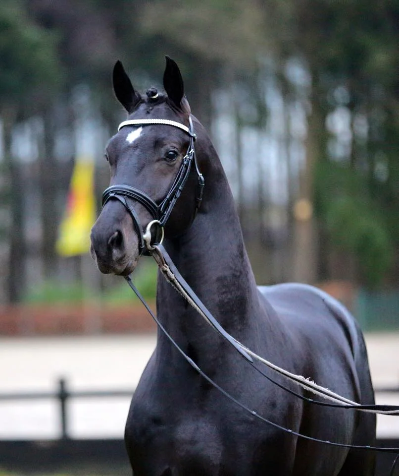 Stallions — Black Horse Manor