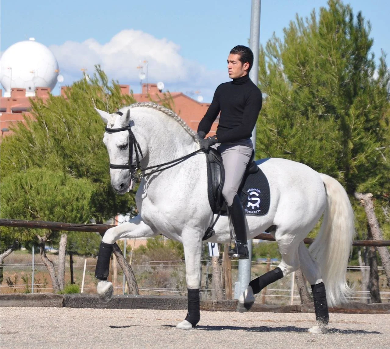 Stallions — Black Horse Manor