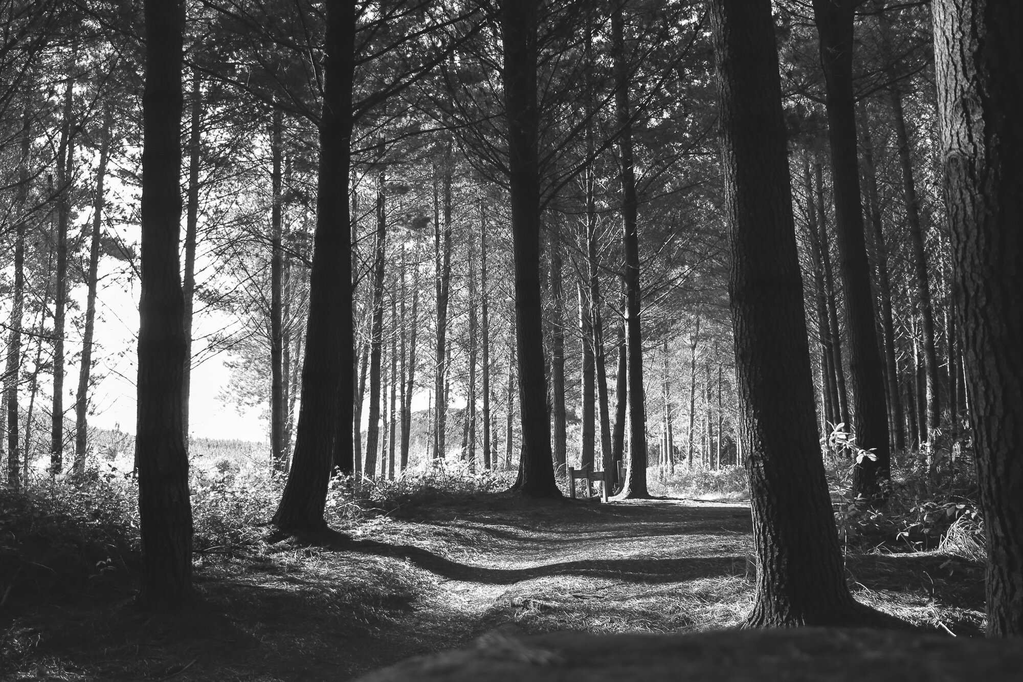 Landscape — ALPHA SIERRA