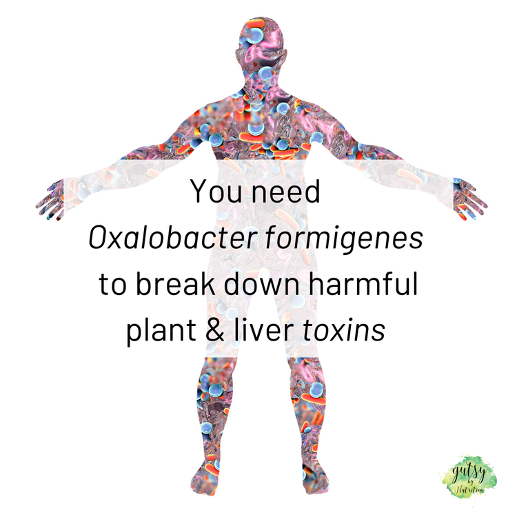 You need Oxalobacter Formigenes to break down harmful plant & liver ...