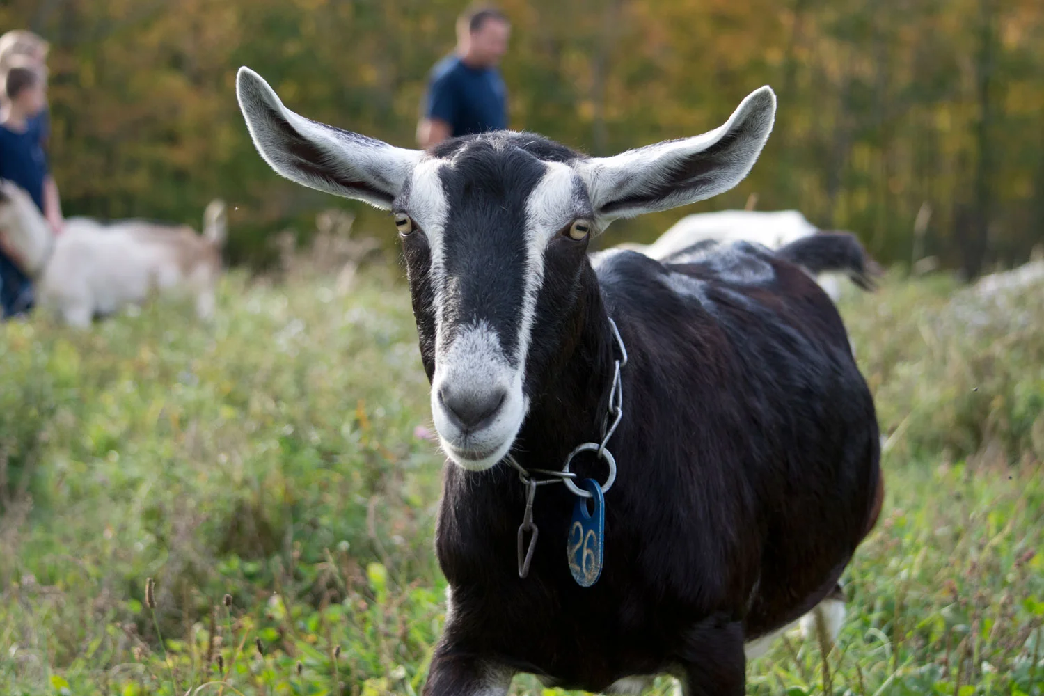 Farm Goat