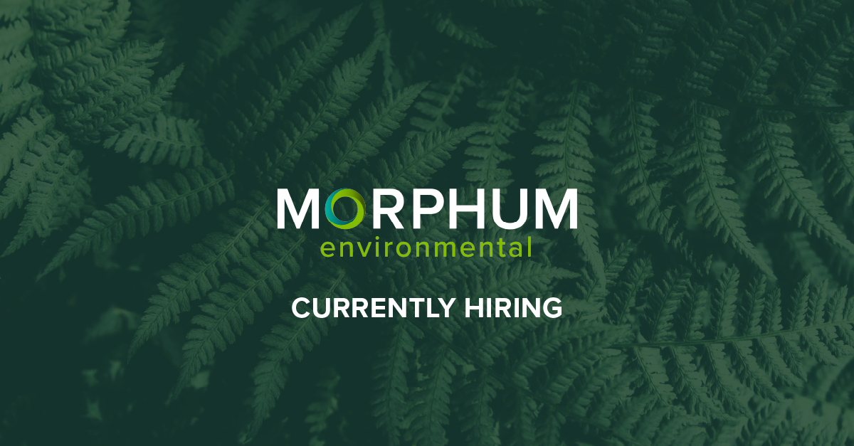 Careers — Morphum Environmental