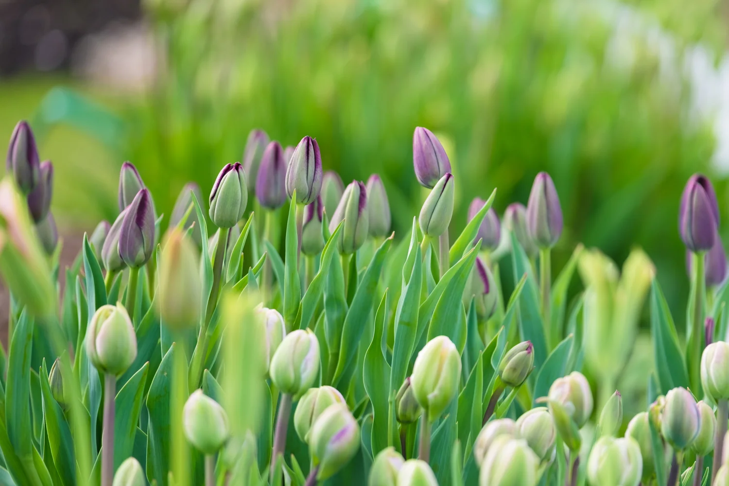 Blog — The British Flowers Book