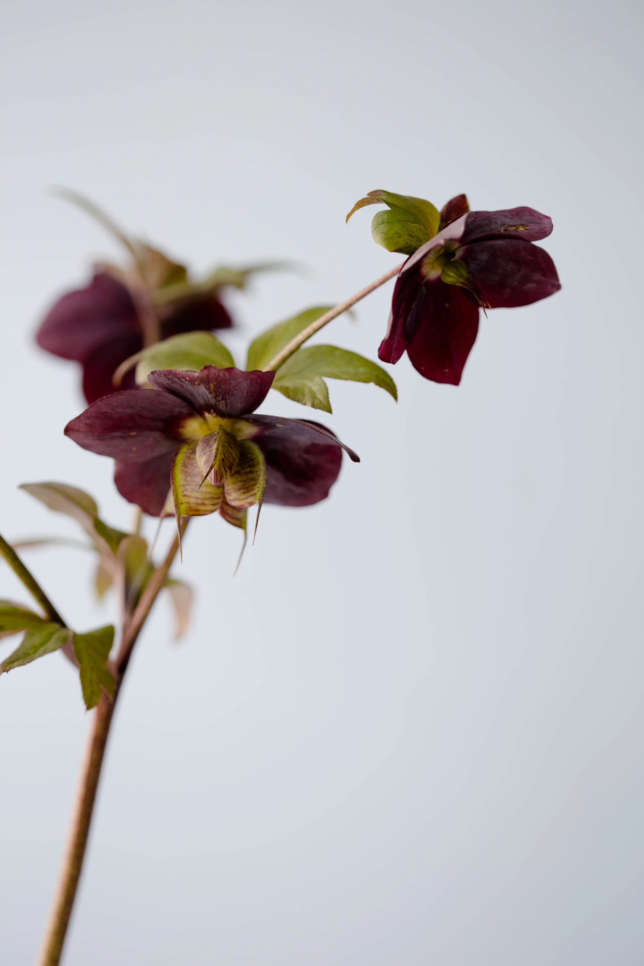 Getting the best from your Hellebores as cut flowers — The British ...