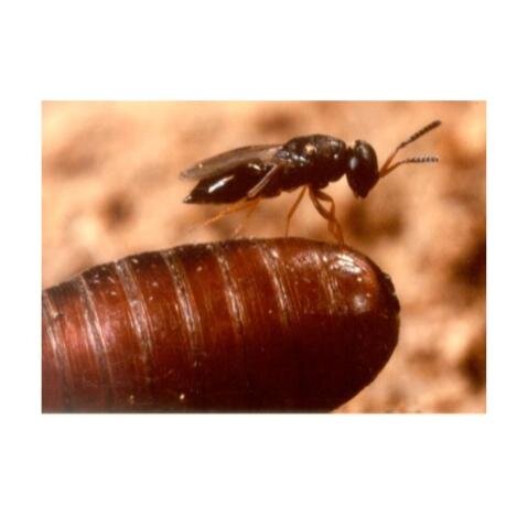 Fly Control — Biocultivation