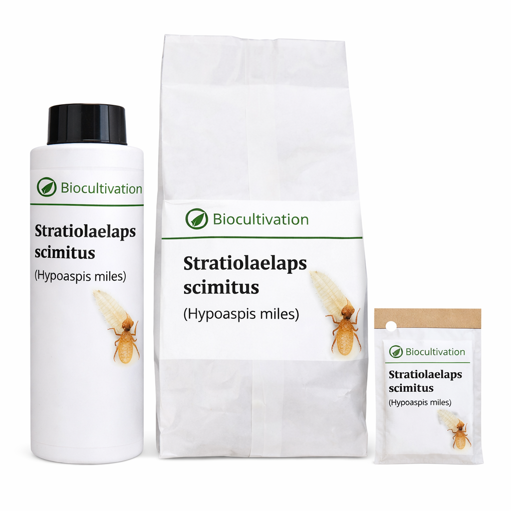 STRATIOLAELAPS SCIMITUS (SS) A.K.A. HYPOASPIS MILES — Biocultivation