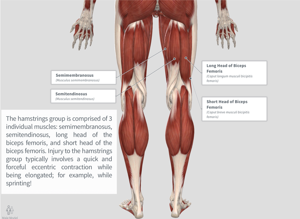 Posterior Thigh Pain Knowledge Central PhysioU Posterior Thigh Pain Knowledge Central PhysioU