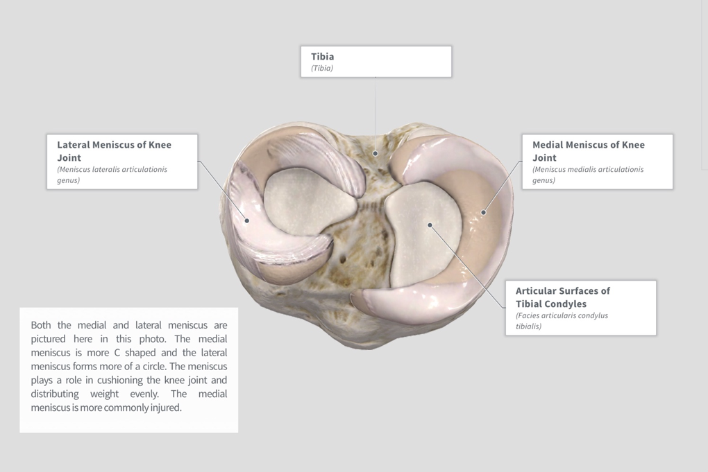 Medial Meniscus Anatomy