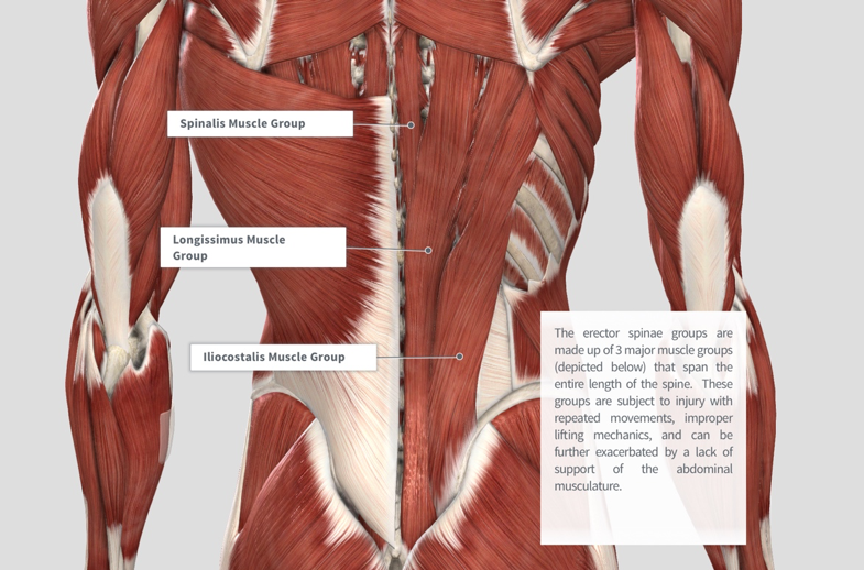 Low Back Pain Knowledge Central PhysioU