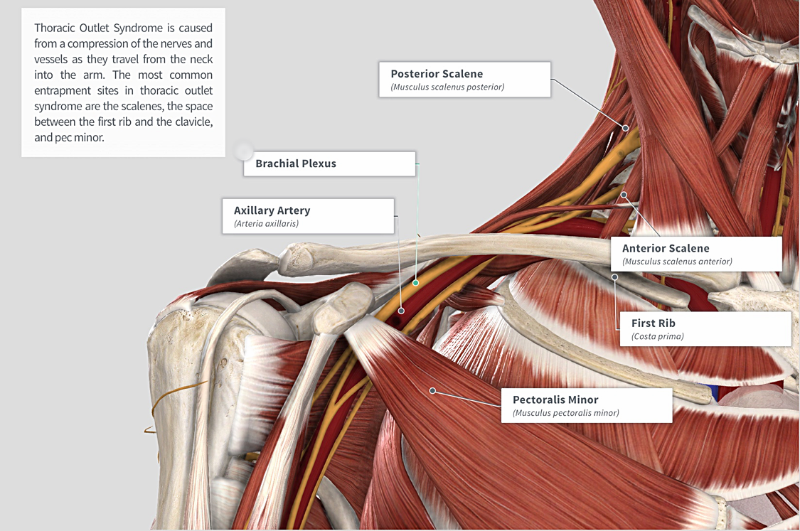 Thoracic Outlet Syndrome Anatomy