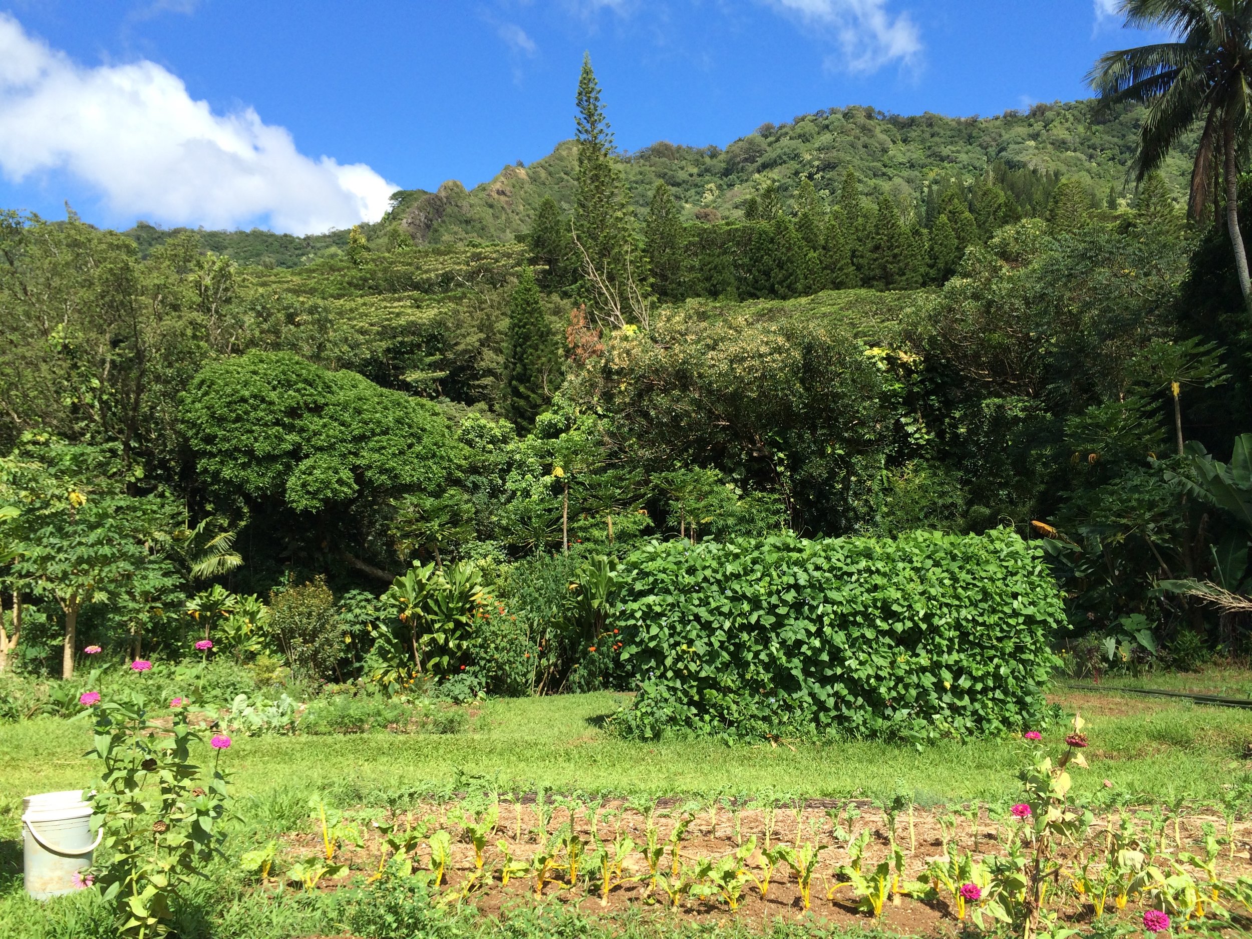 Roots Program Kalihi Valley