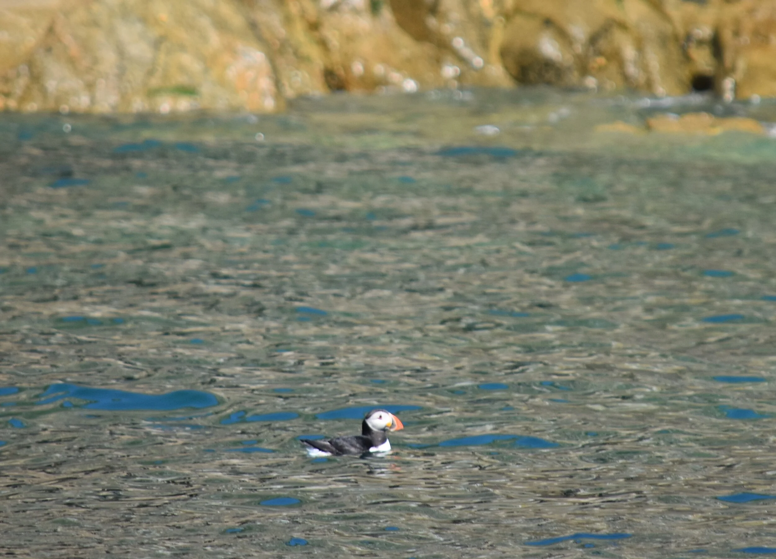 Puffin Spotting in Jersey - Channel Islands — Jersey Seafaris | RIB ...