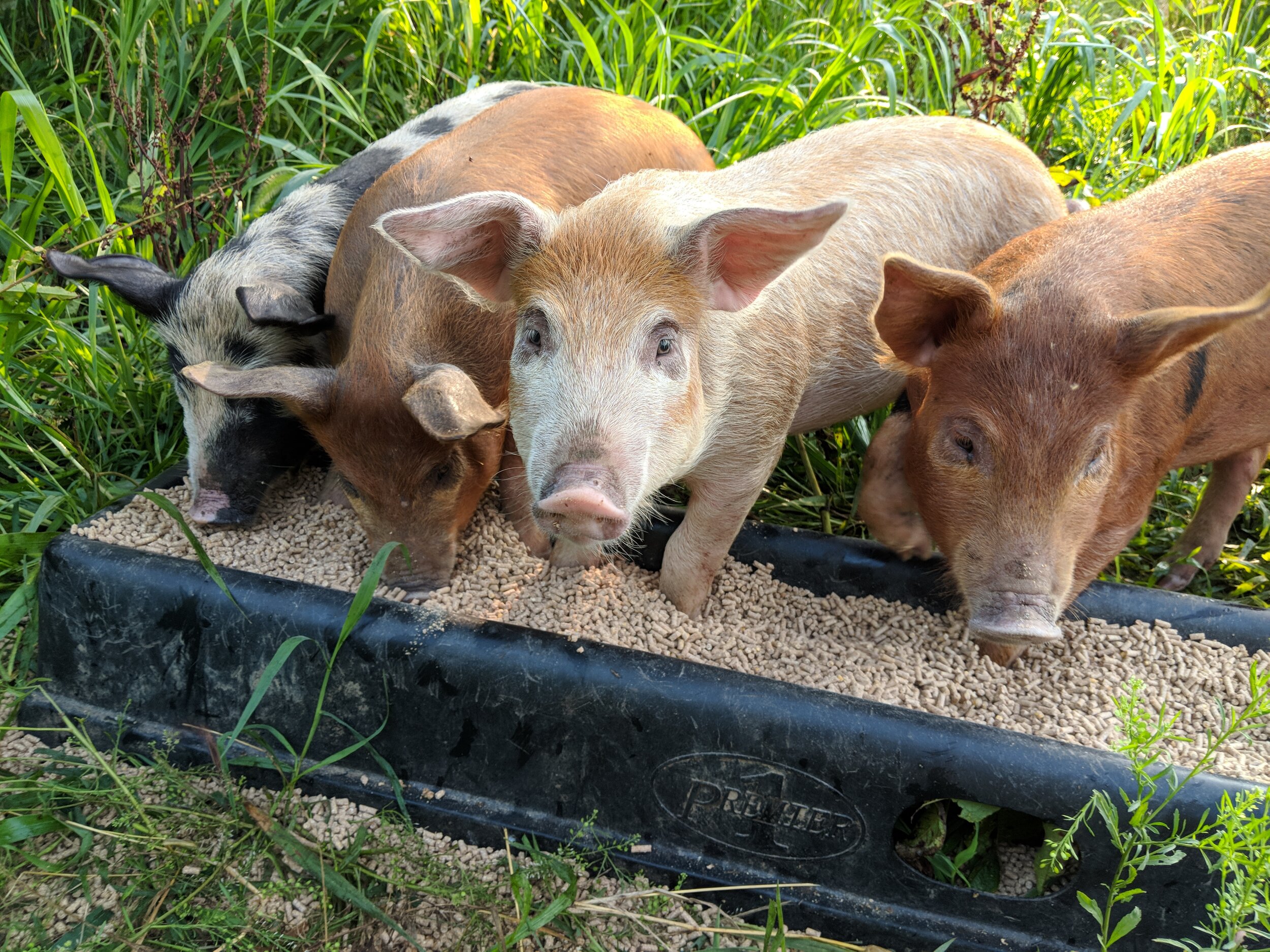 The Farm — Sylvester Manor