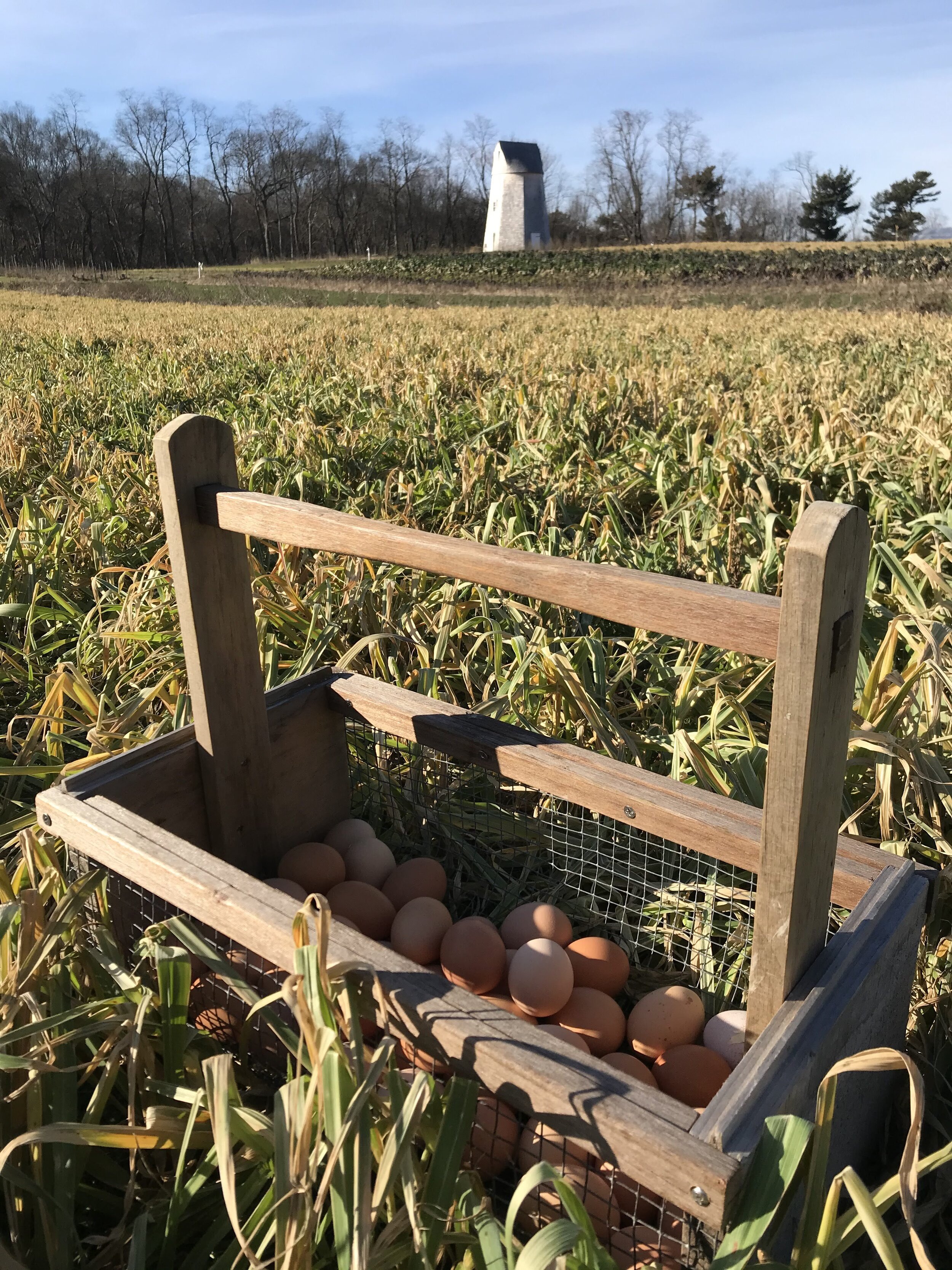 The Farm — Sylvester Manor