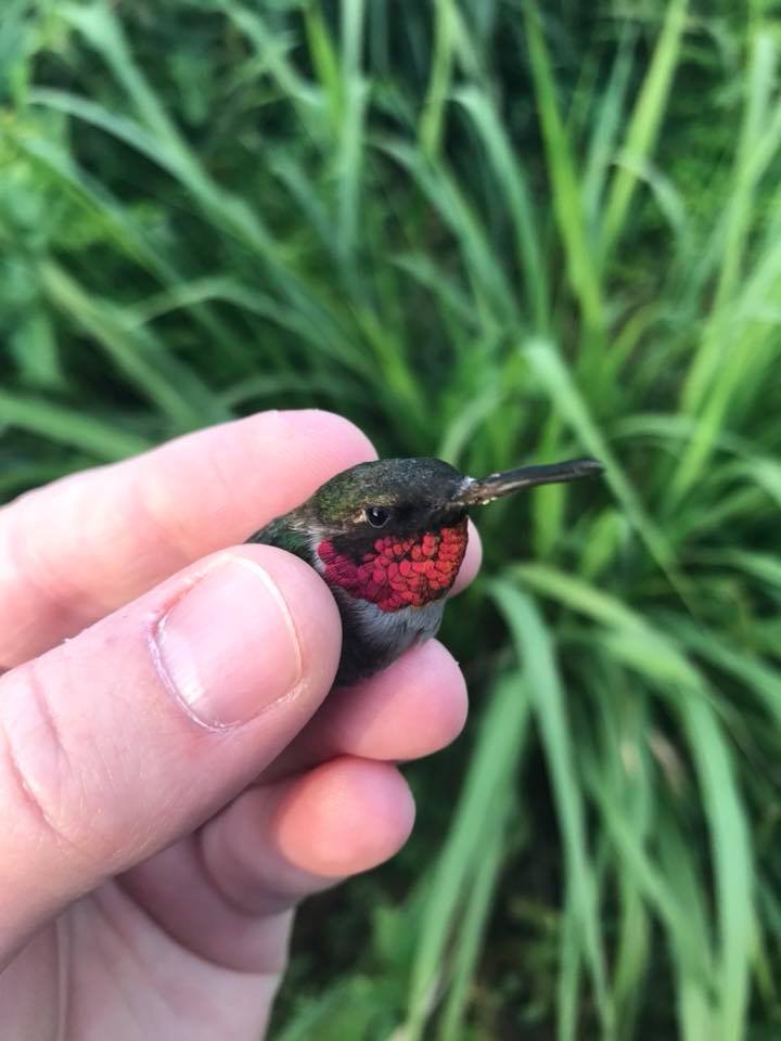 Upcoming Birding Festivals & Events — Coastal Bend Audubon Society