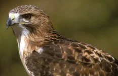 Upcoming Birding Festivals & Events — Coastal Bend Audubon Society