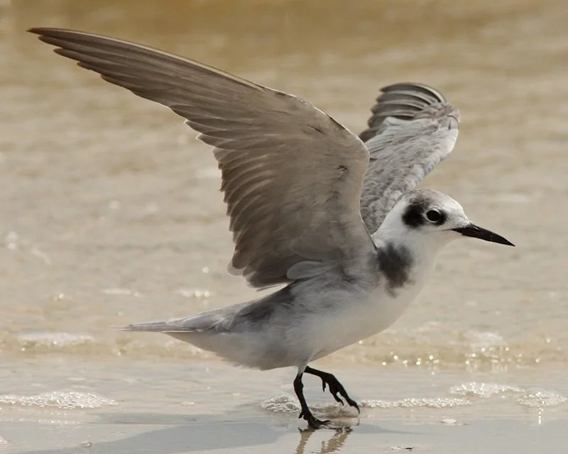Birding Links — Coastal Bend Audubon Society