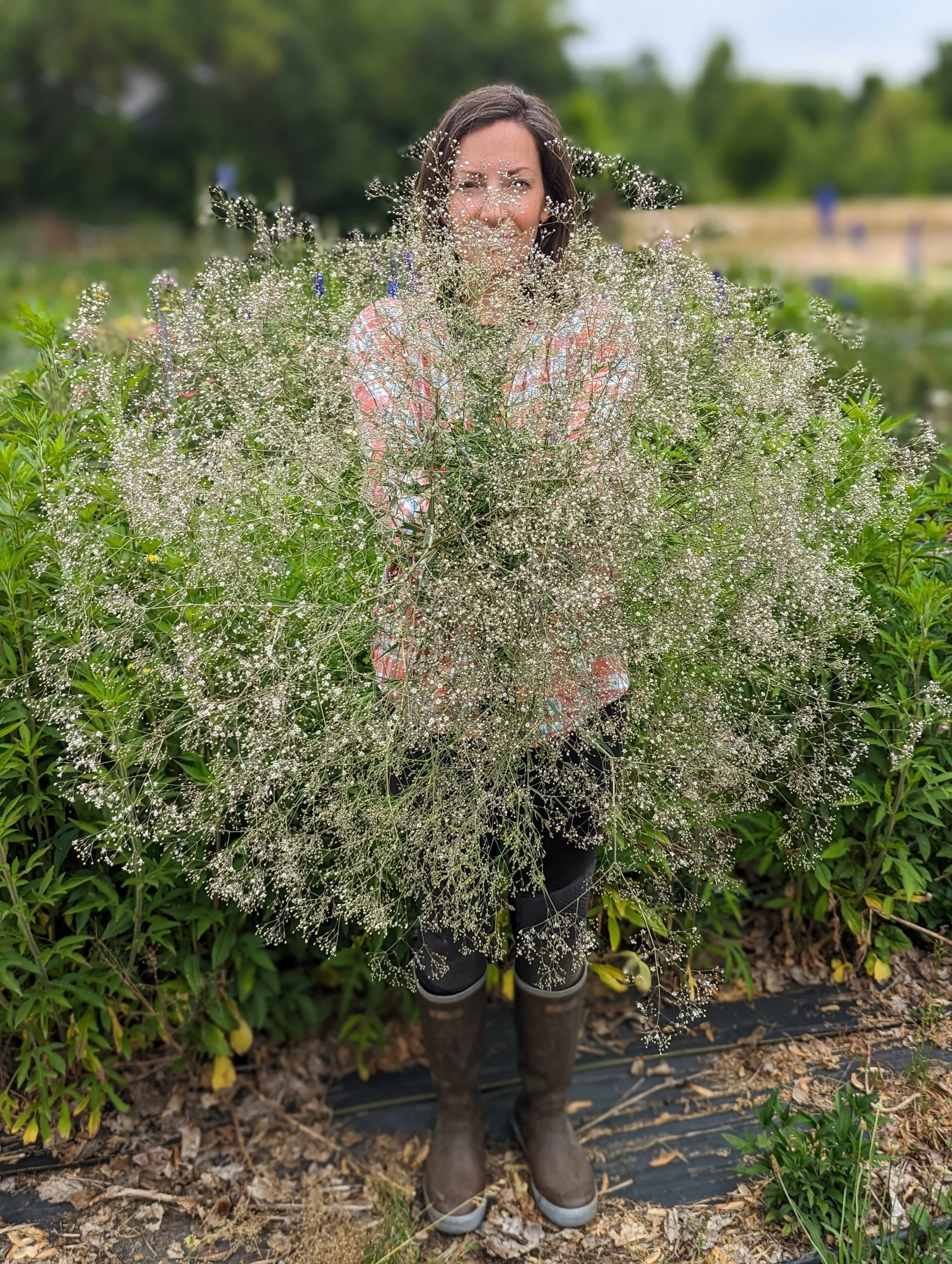 Best Perennials for the Cut Flower Garden — Three Acre Farm