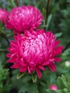 How to Grow: China Asters — Three Acre Farm