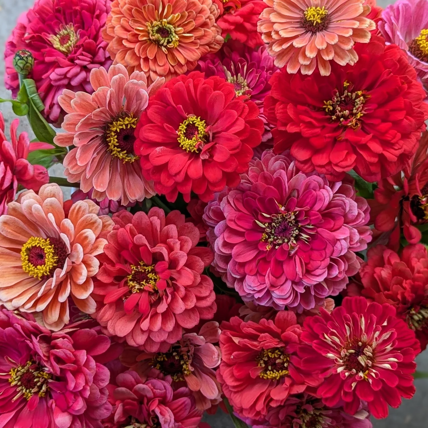 5 Easy to Grow Cut Flowers for Beginners — Three Acre Farm