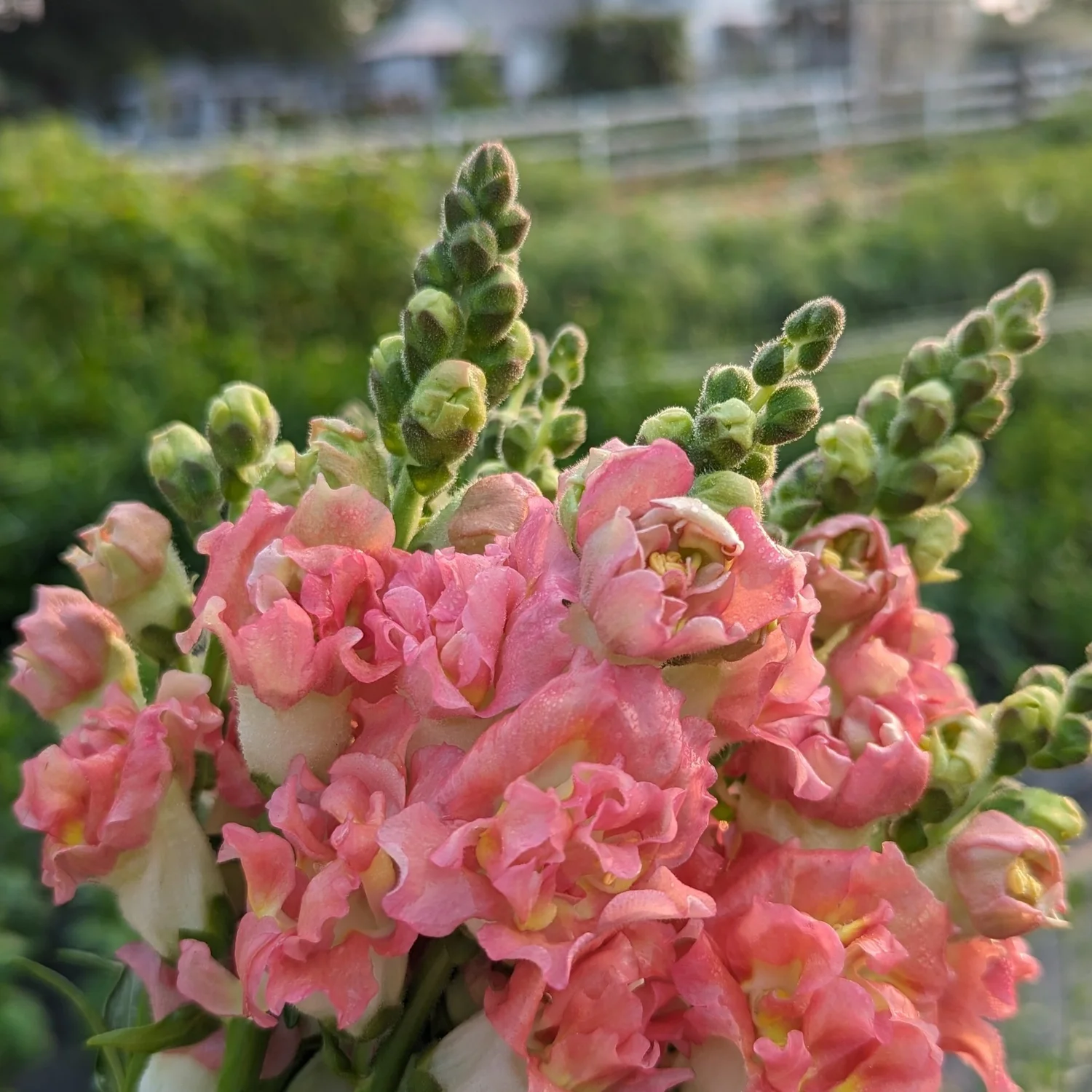 Farm Events — Three Acre Farm
