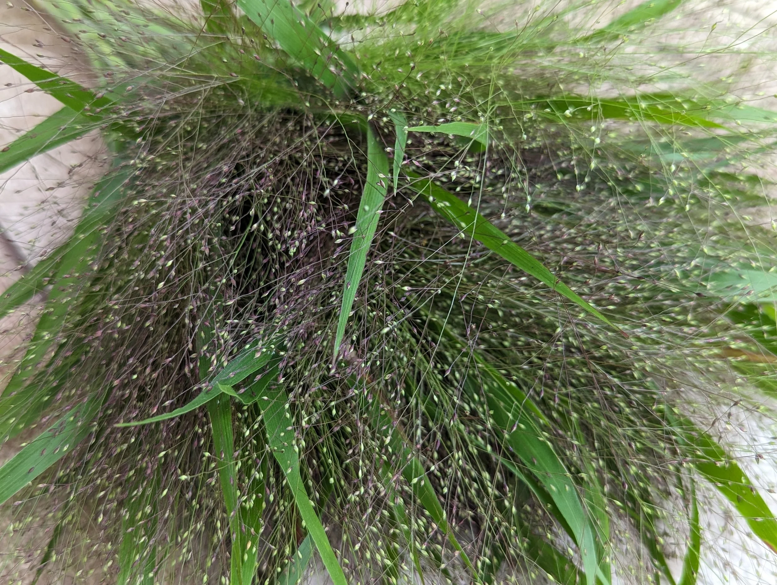 How to Grow Frosted Explosion Grass — Three Acre Farm