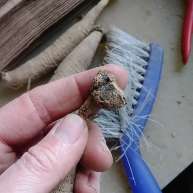 All About Dahlia Tubers — Three Acre Farm