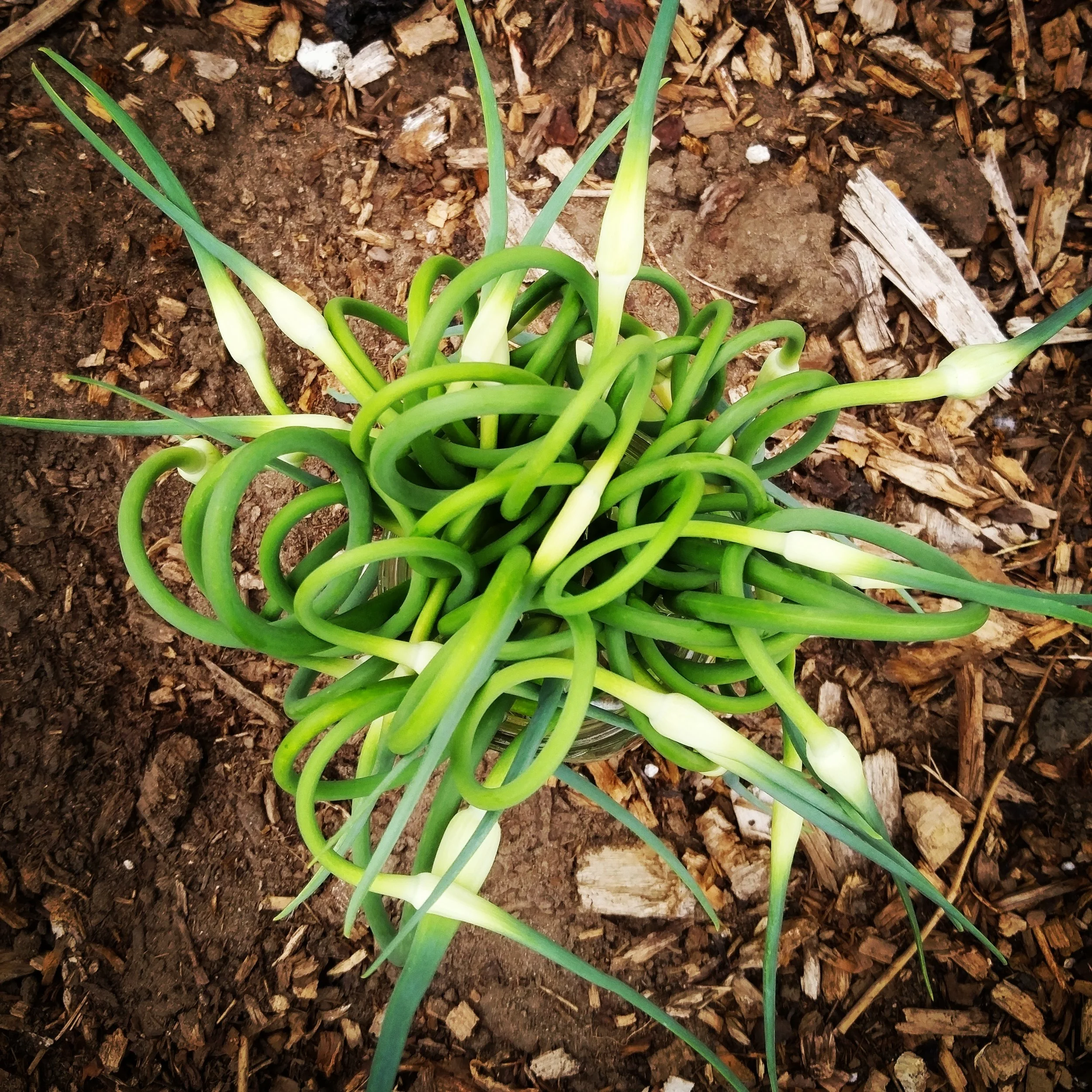 Garlic Scape Pesto Recipe — Three Acre Farm