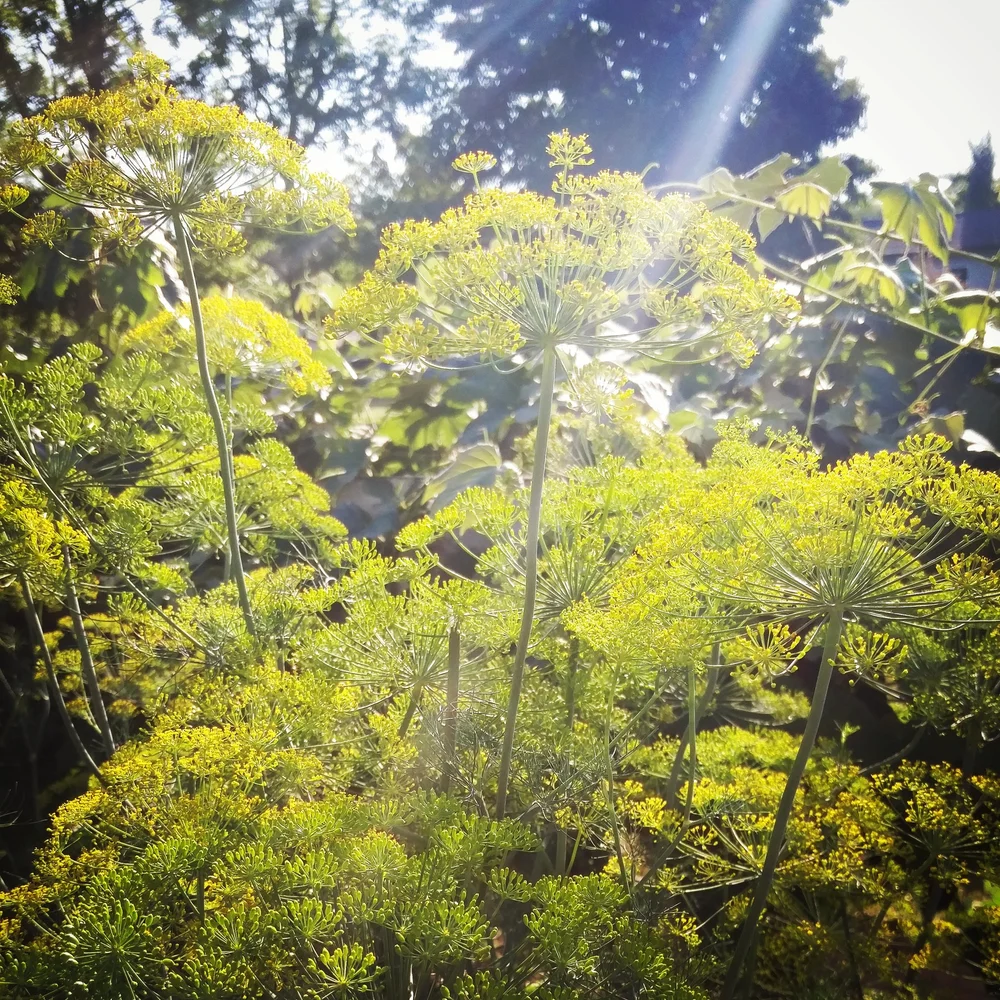 Perfect Pickle Recipe — Three Acre Farm