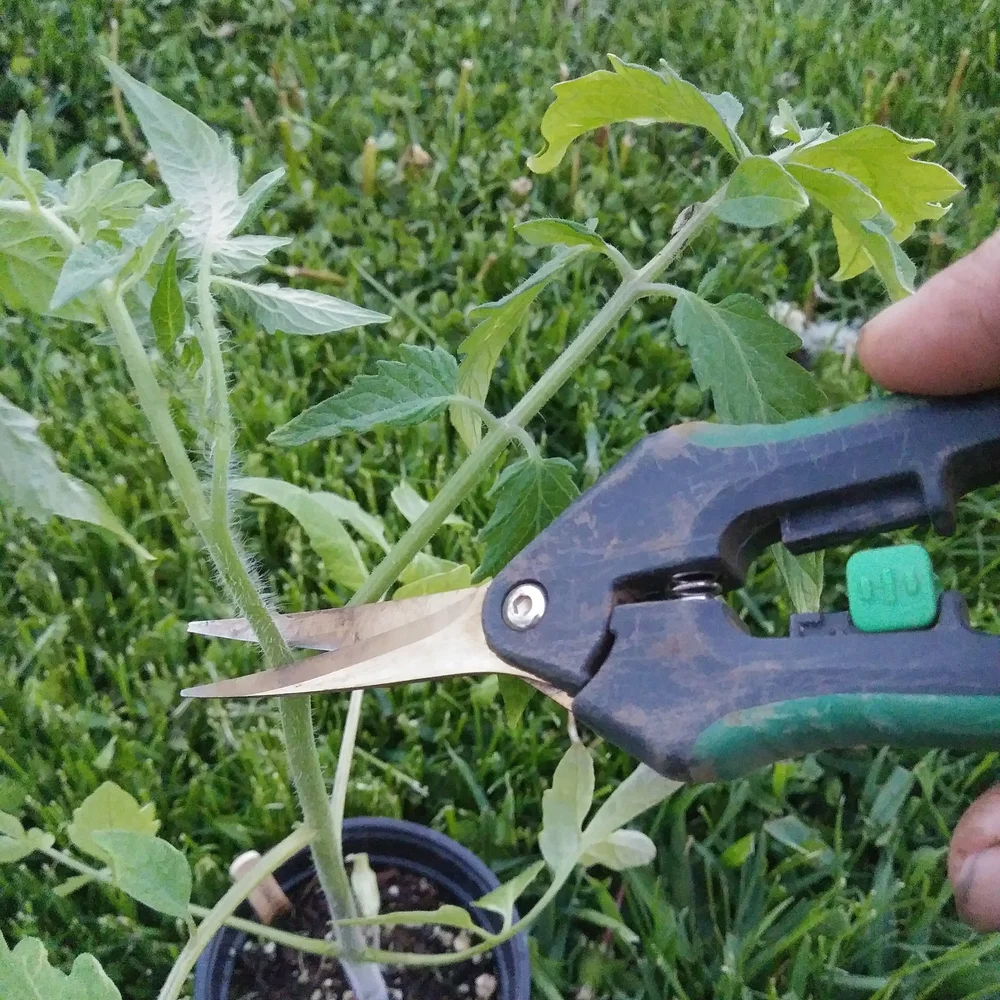 How to Take Cuttings from Tomato Plants — Three Acre Farm